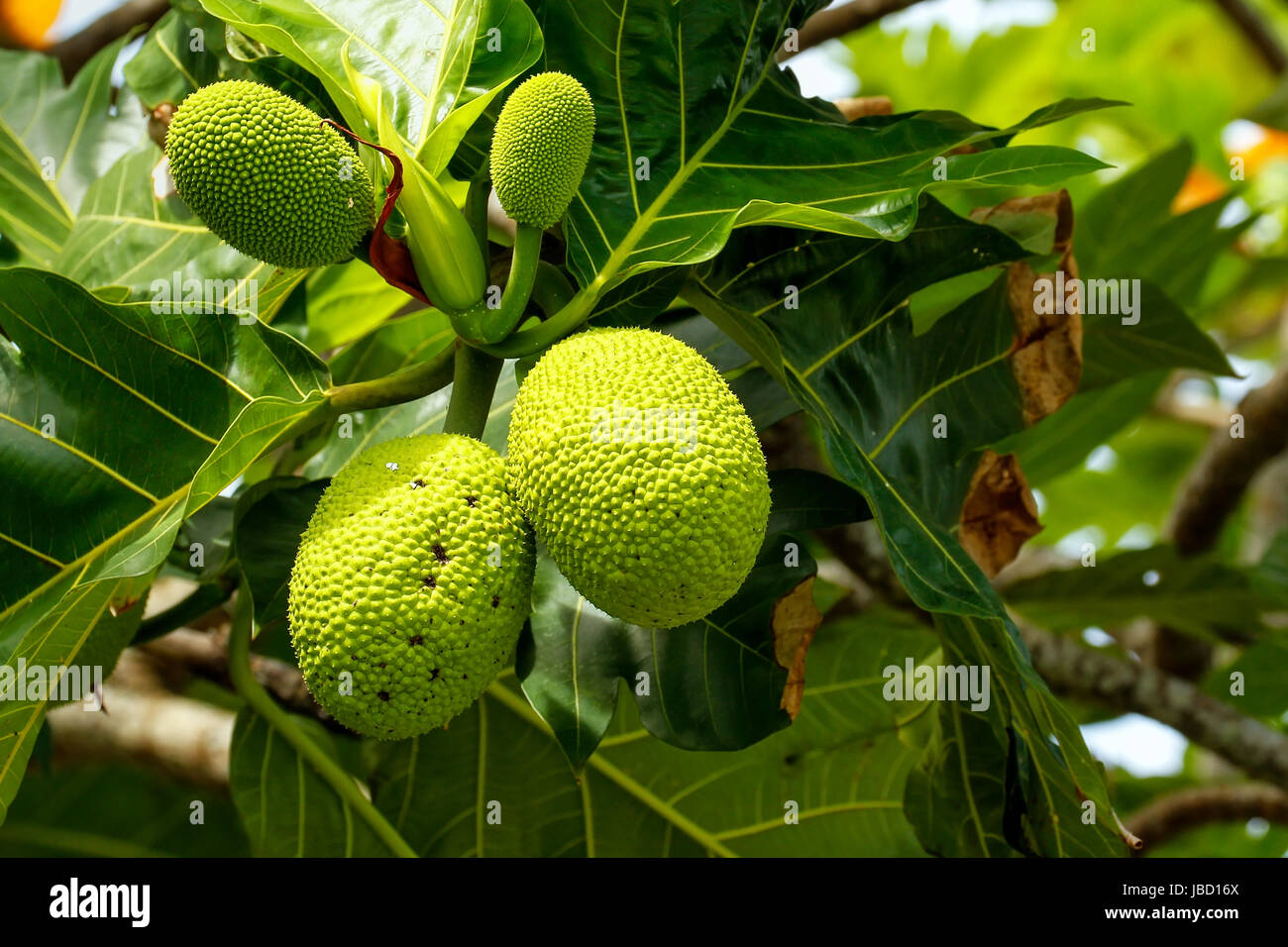 Breadfruit (Artocarpus altilis) tree with fruits. Breadfruit originated ...