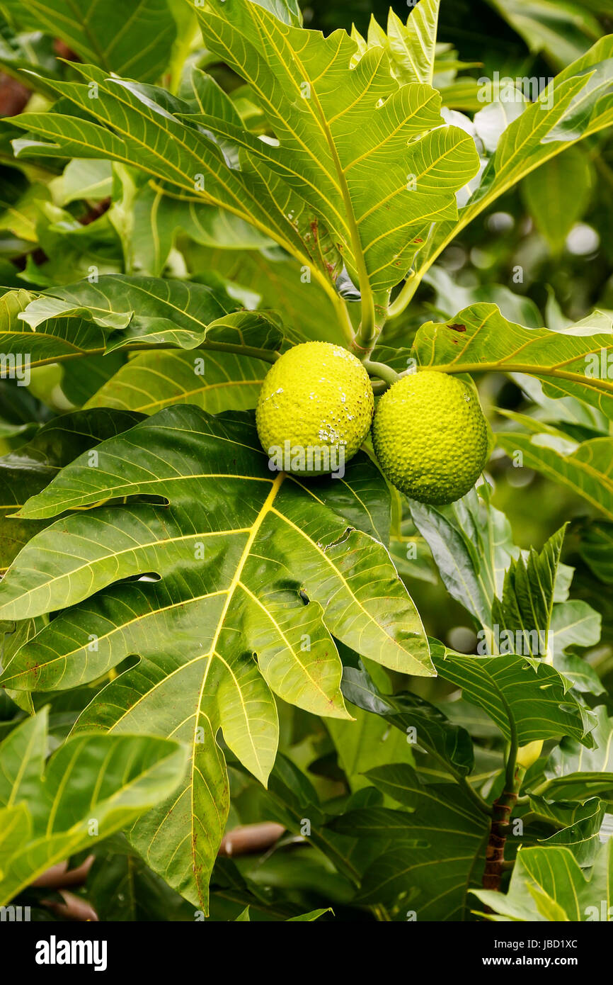 Breadfruit (Artocarpus altilis) tree with fruits. Breadfruit originated ...