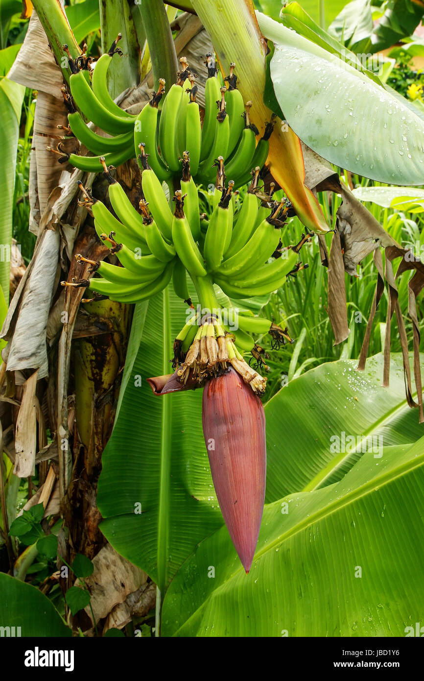 Bananas growing in a jungle, Fiji Stock Photo - Alamy