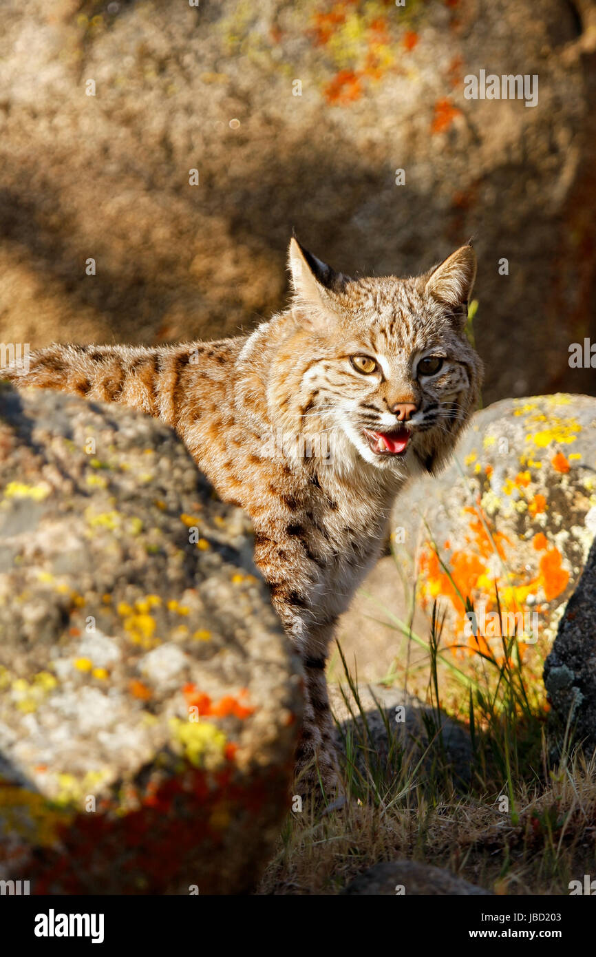 Adult bobcat lynx rufus hi-res stock photography and images - Alamy