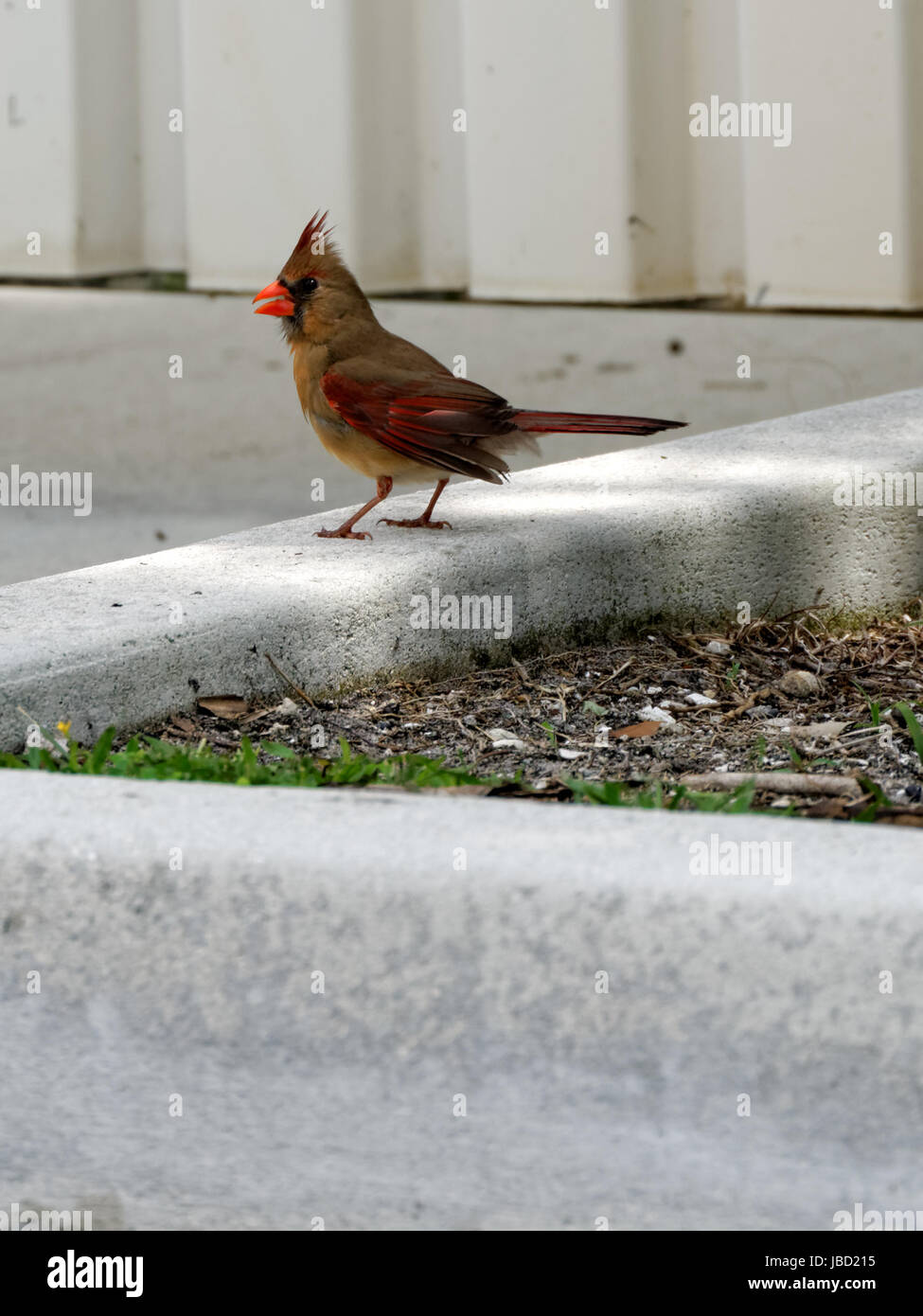 Female Cardinal with ruffled mohawk stading on curb Stock Photo - Alamy