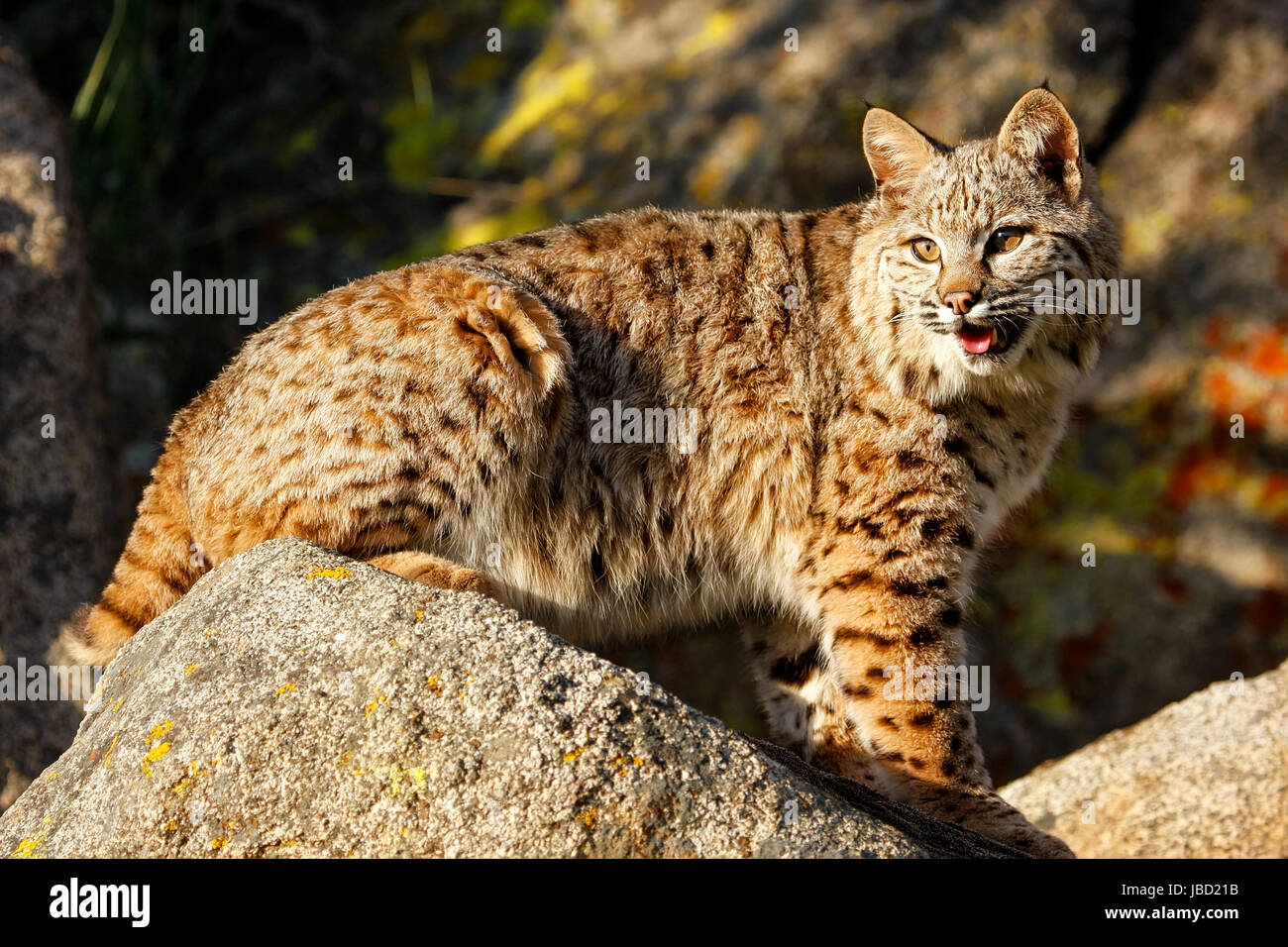 Bobcat (Lynx rufus) sitting on a rock Stock Photo - Alamy