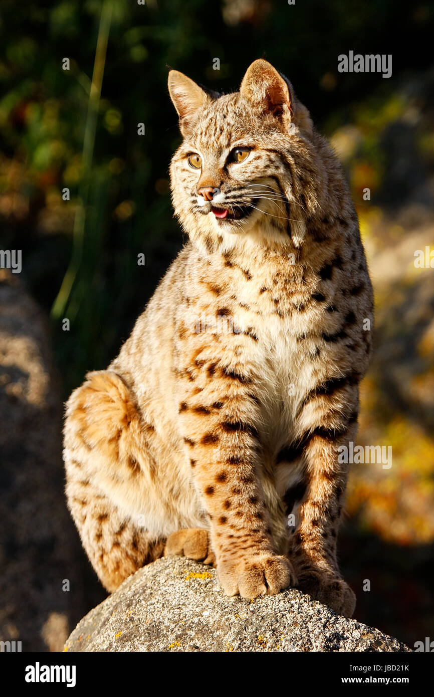 Bobcat lynx rufus resting hi-res stock photography and images - Alamy