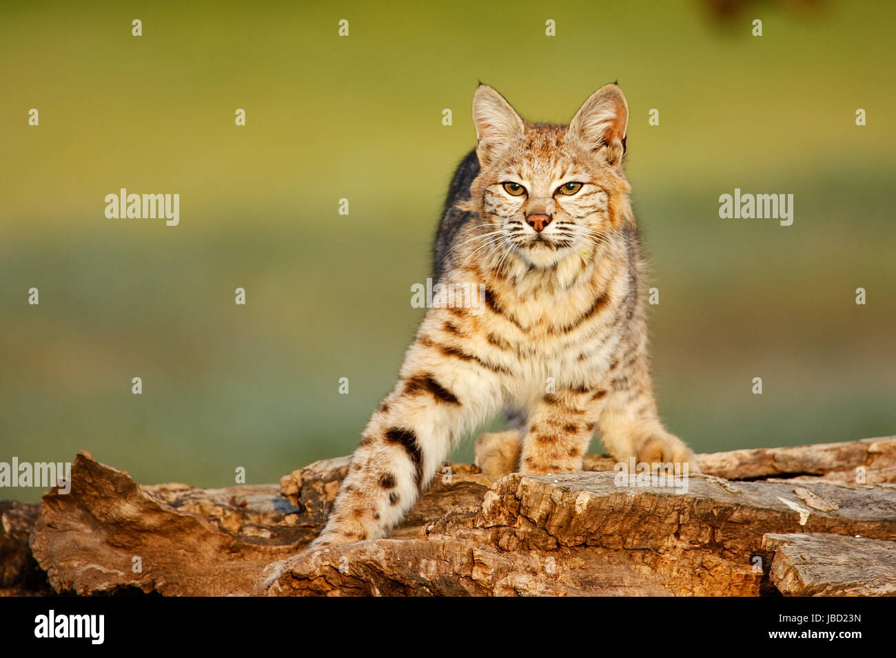 Bobcat on a log hi-res stock photography and images - Alamy