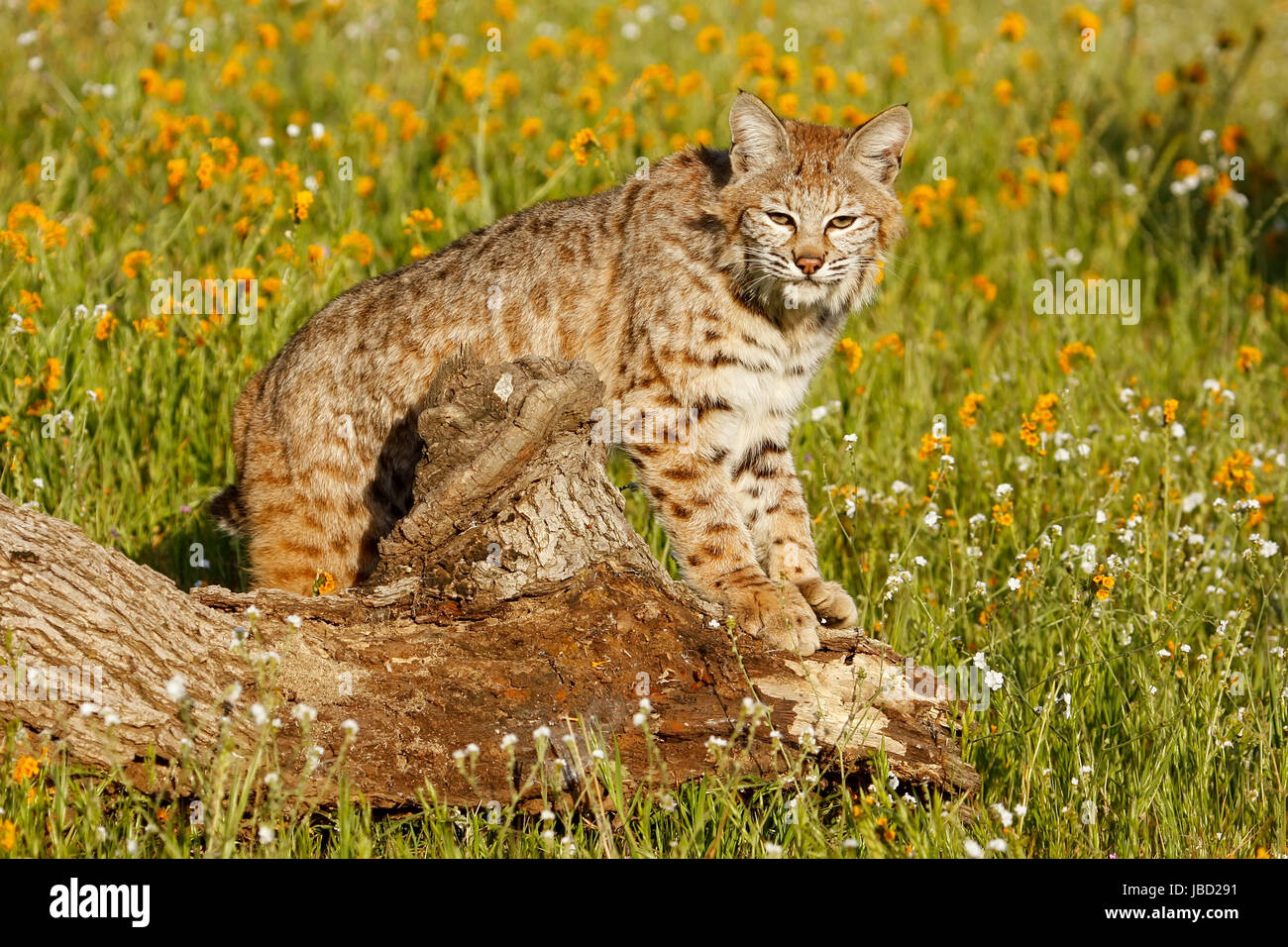 Bobcat on a log hi-res stock photography and images - Alamy
