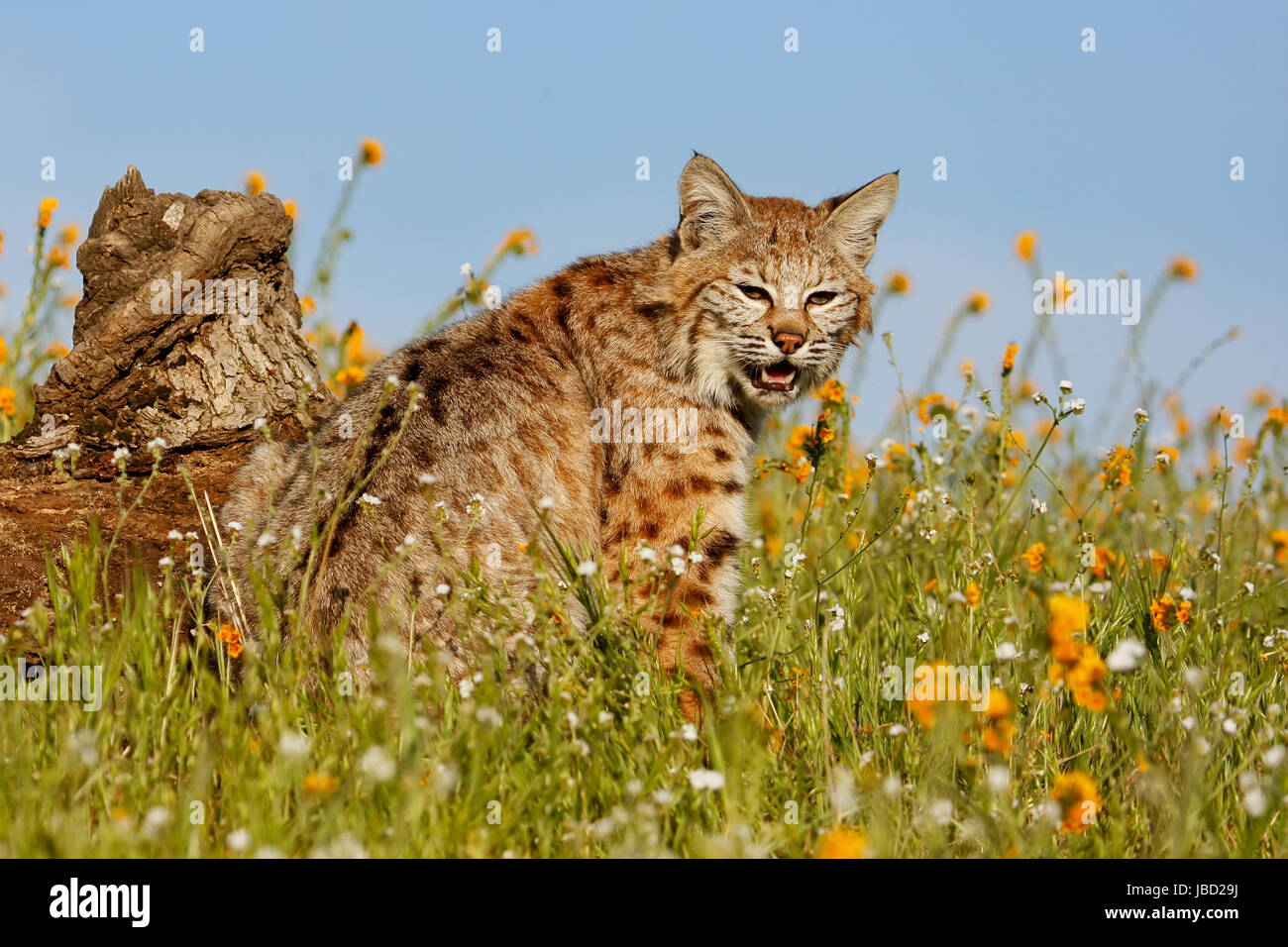 Bobcat (Lynx rufus) sitting in a grass with flowers Stock Photo - Alamy