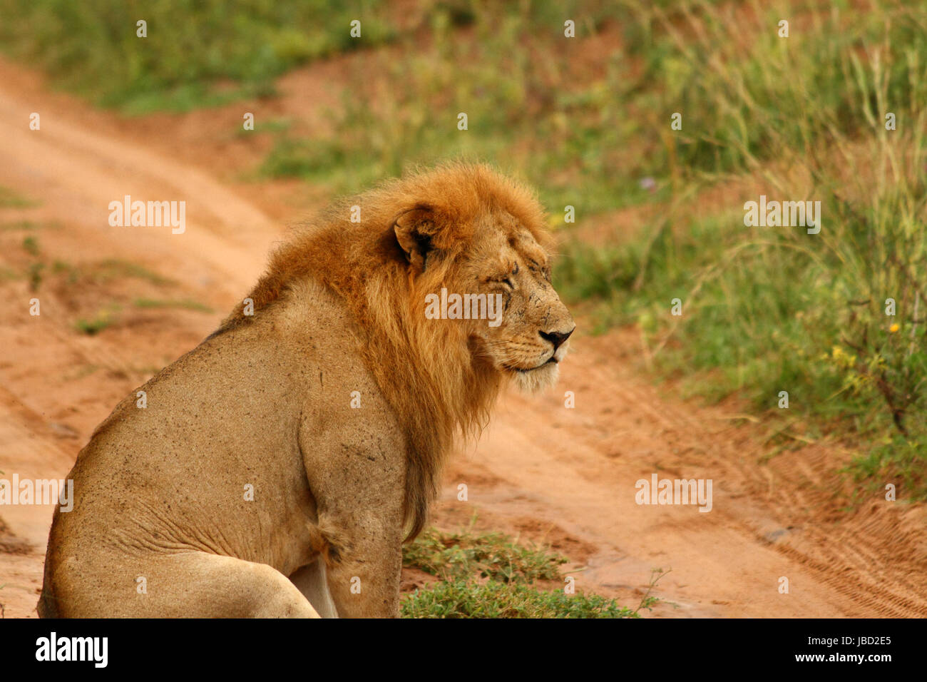 A male lion sits down with eyes closed looking depressed and sad Stock ...