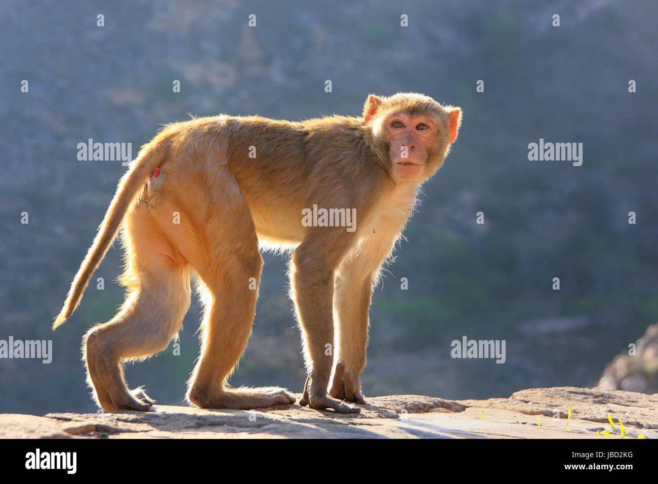Backlit Rhesus macaque (Macaca mulatta) walking near Galta Temple in ...