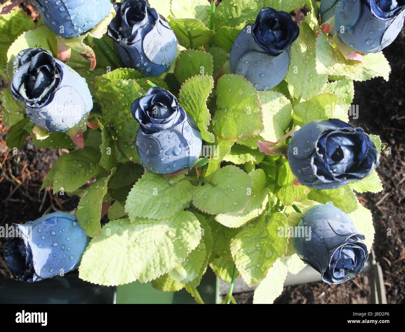 Blaue rosen hi-res stock photography and images - Alamy