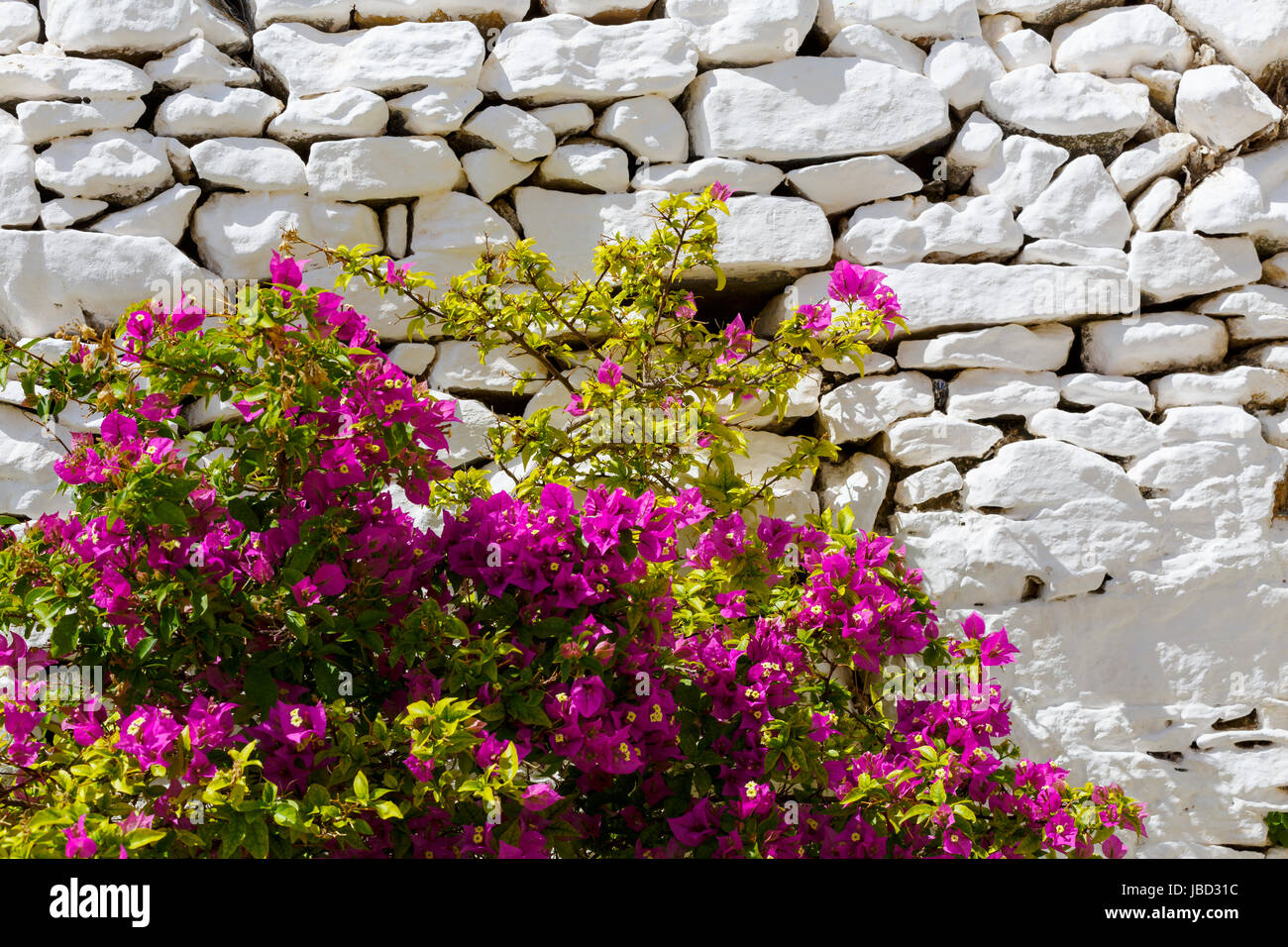 Flowers and a whitewashed dry stone wall in Ano Syros village on Syros ...