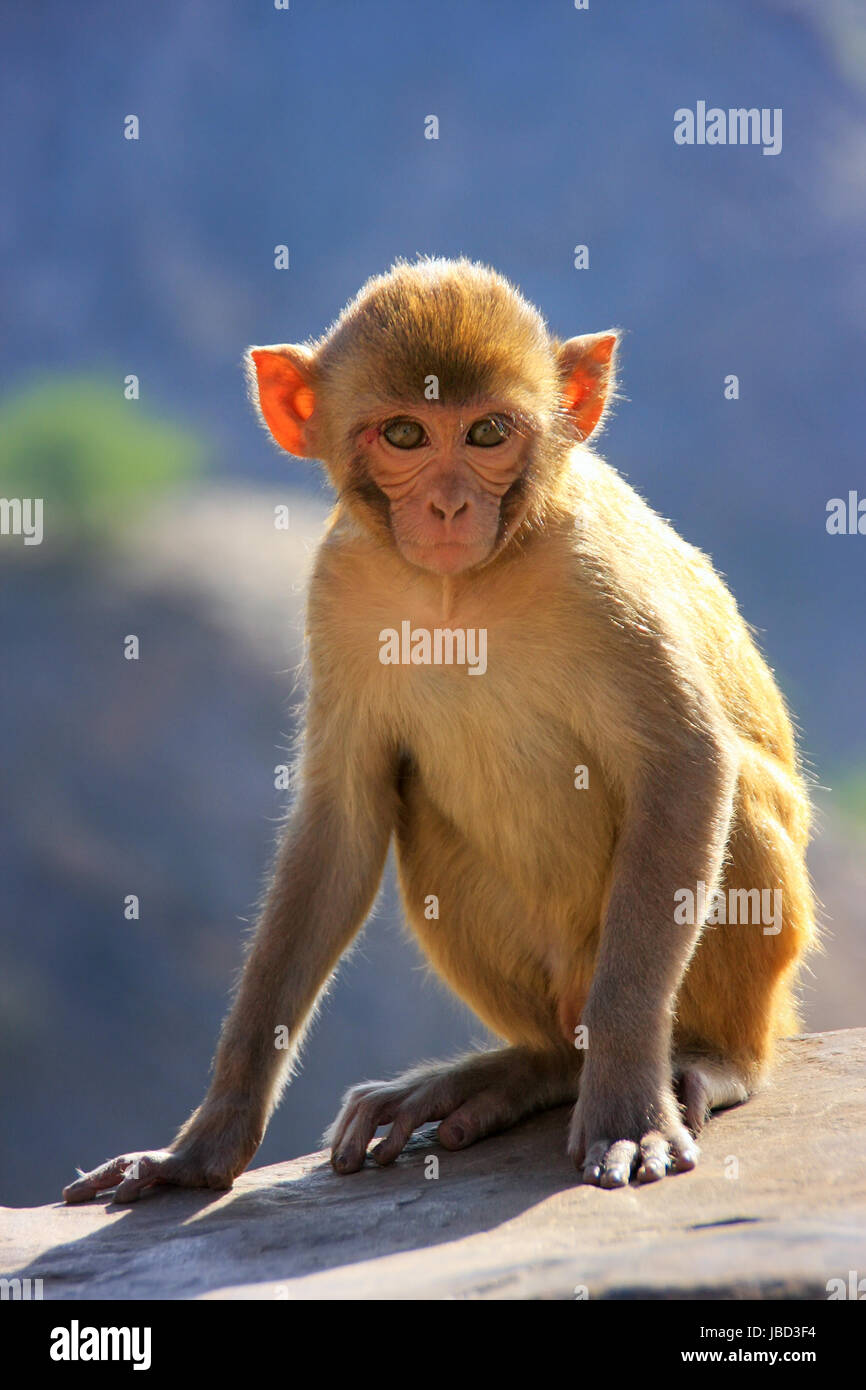 Backlit Rhesus macaque (Macaca mulatta) sitting near Galta Temple in ...