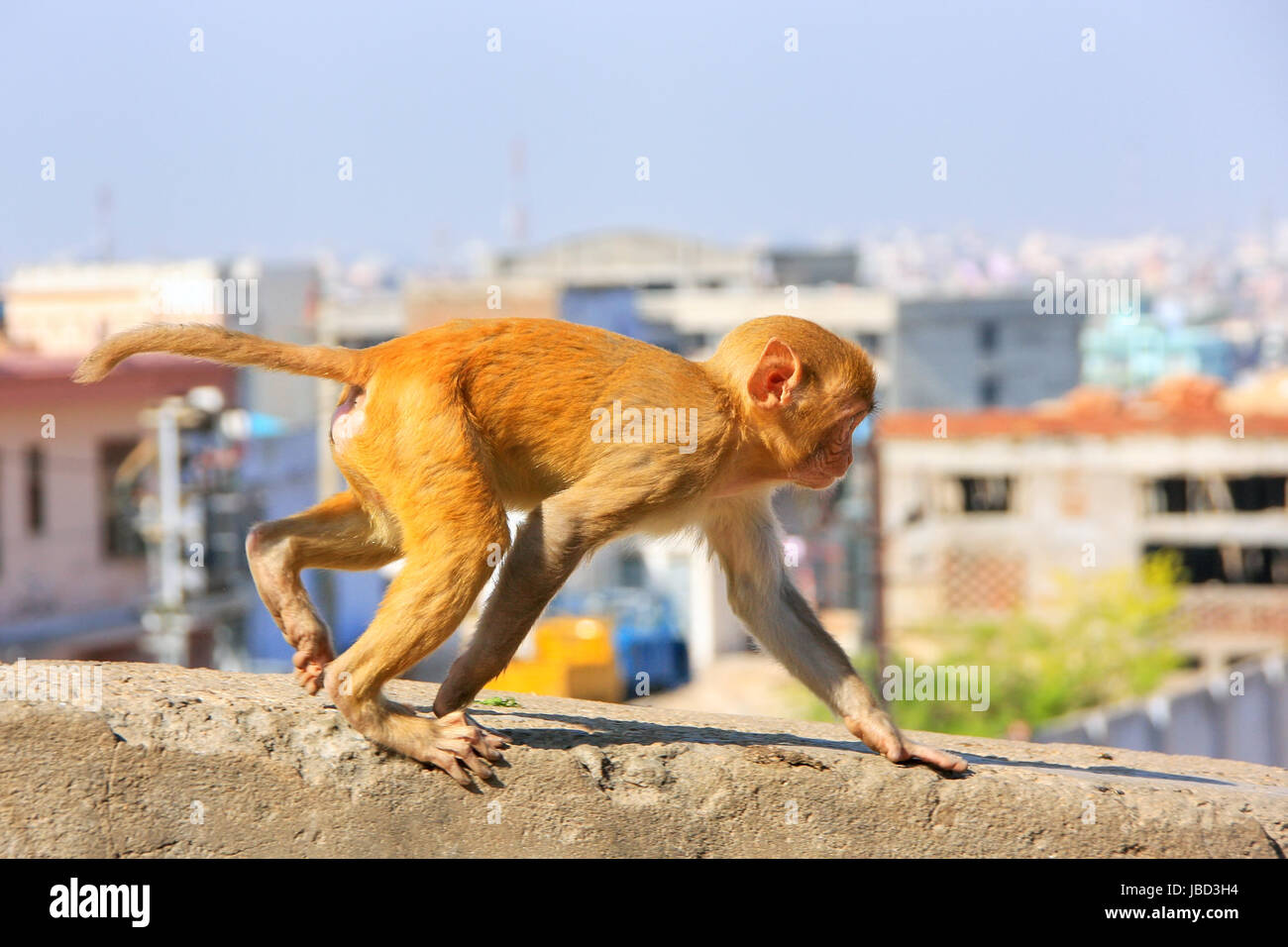 Young Rhesus macaque (Macaca mulatta) running on a wall in Jaipur ...