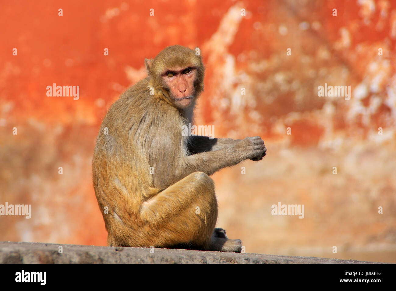 Macaque on a hill hi-res stock photography and images - Alamy