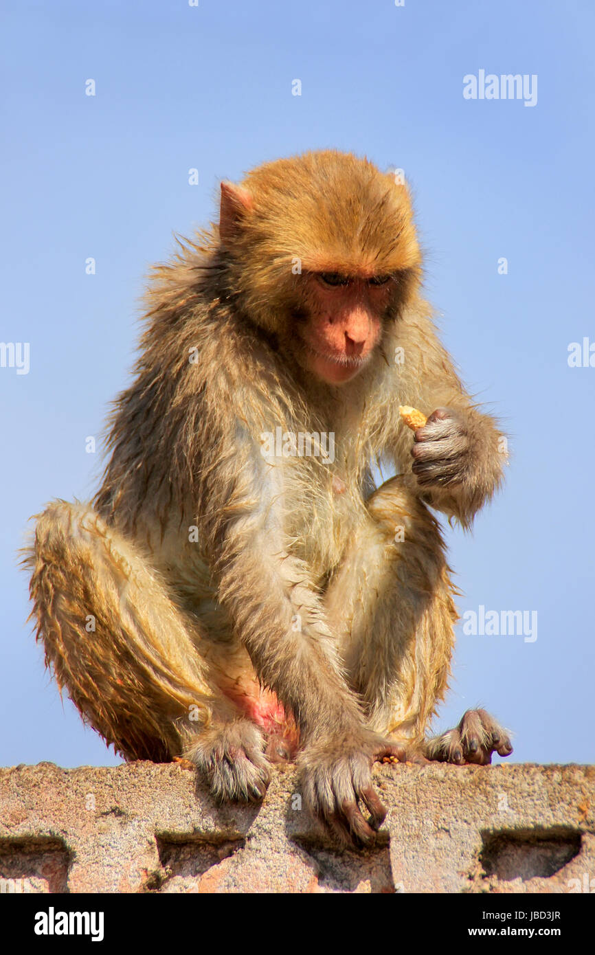 Wet Rhesus macaque (Macaca mulatta) sitting on a stone wall in Jaipur ...