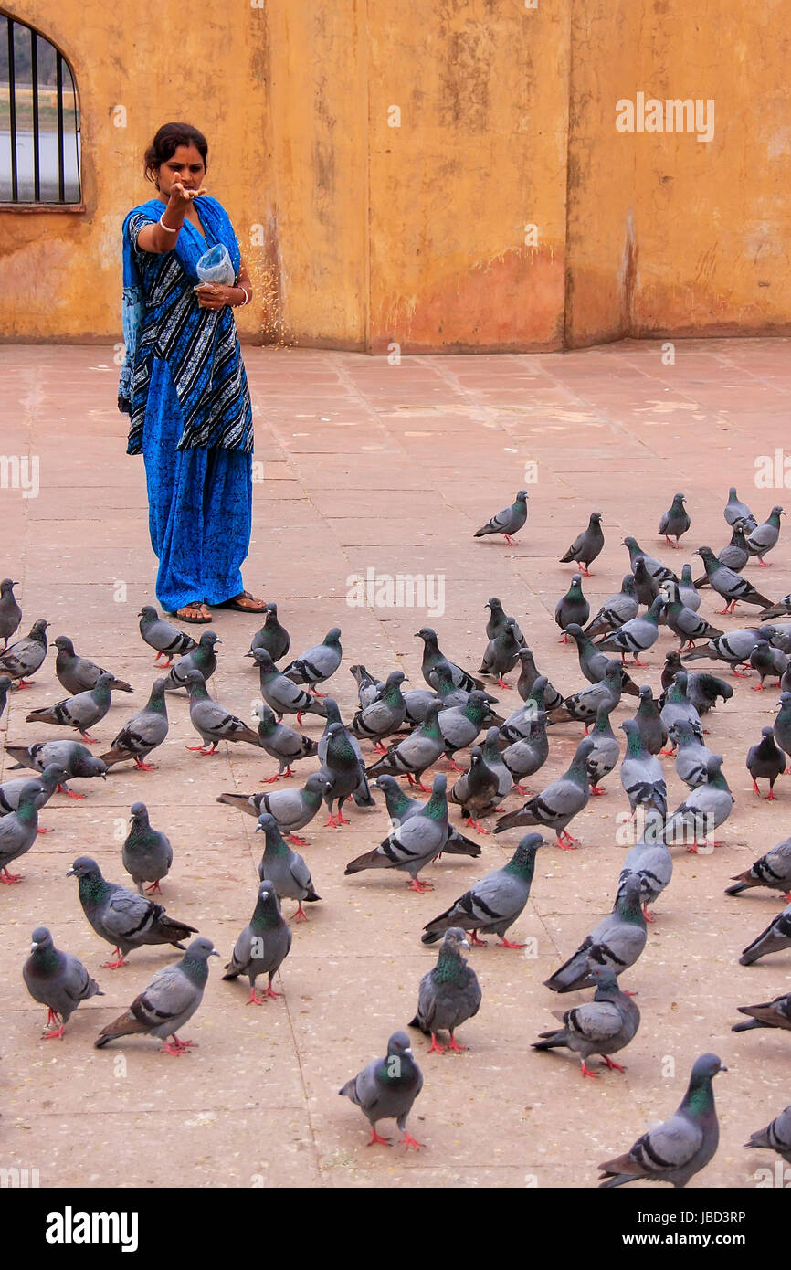Local woman feeding pigeons near Amber Fort in Rajasthan, India. Amber ...