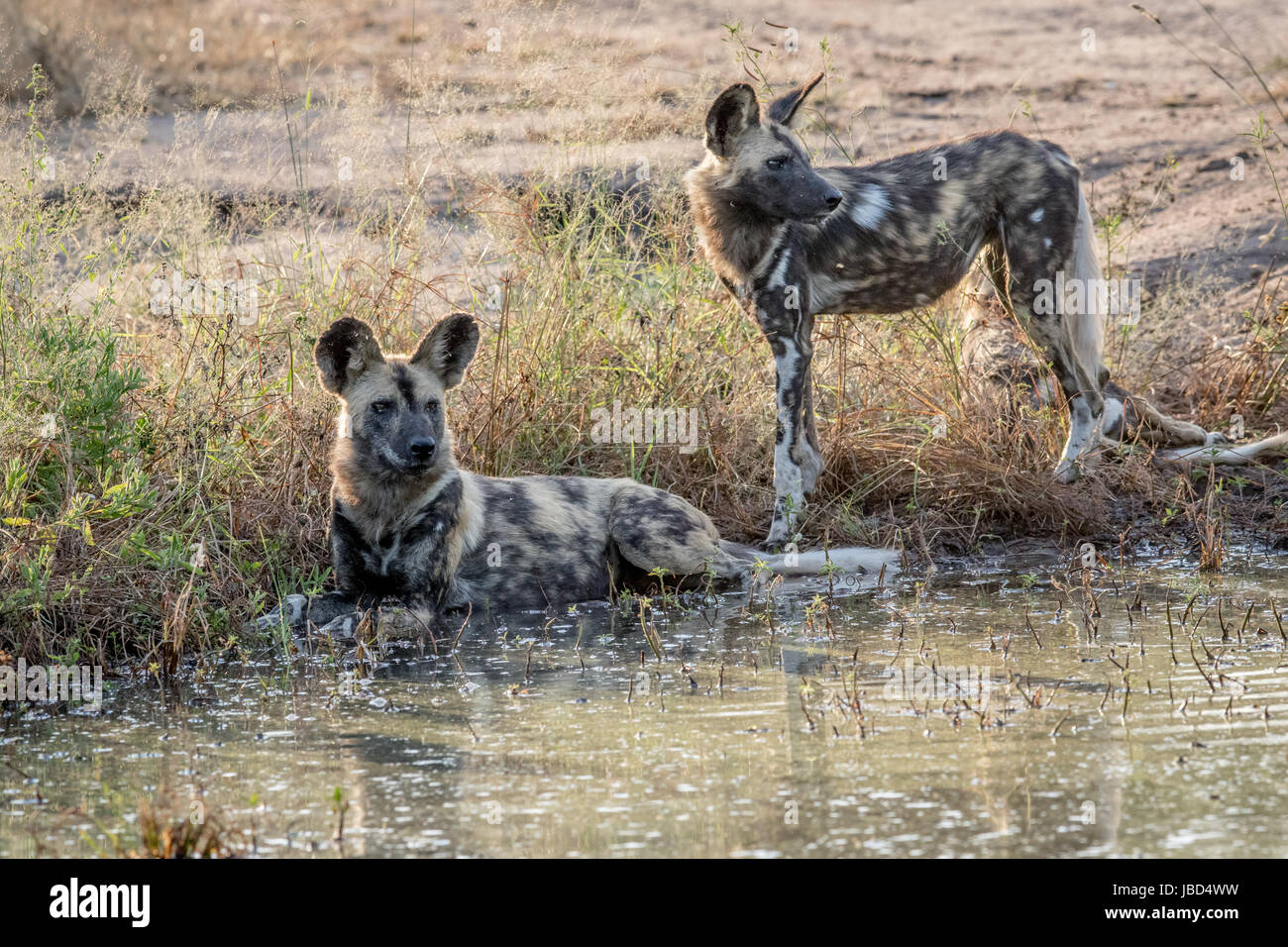 Two African wild dogs next to the water in the Kruger National Park ...