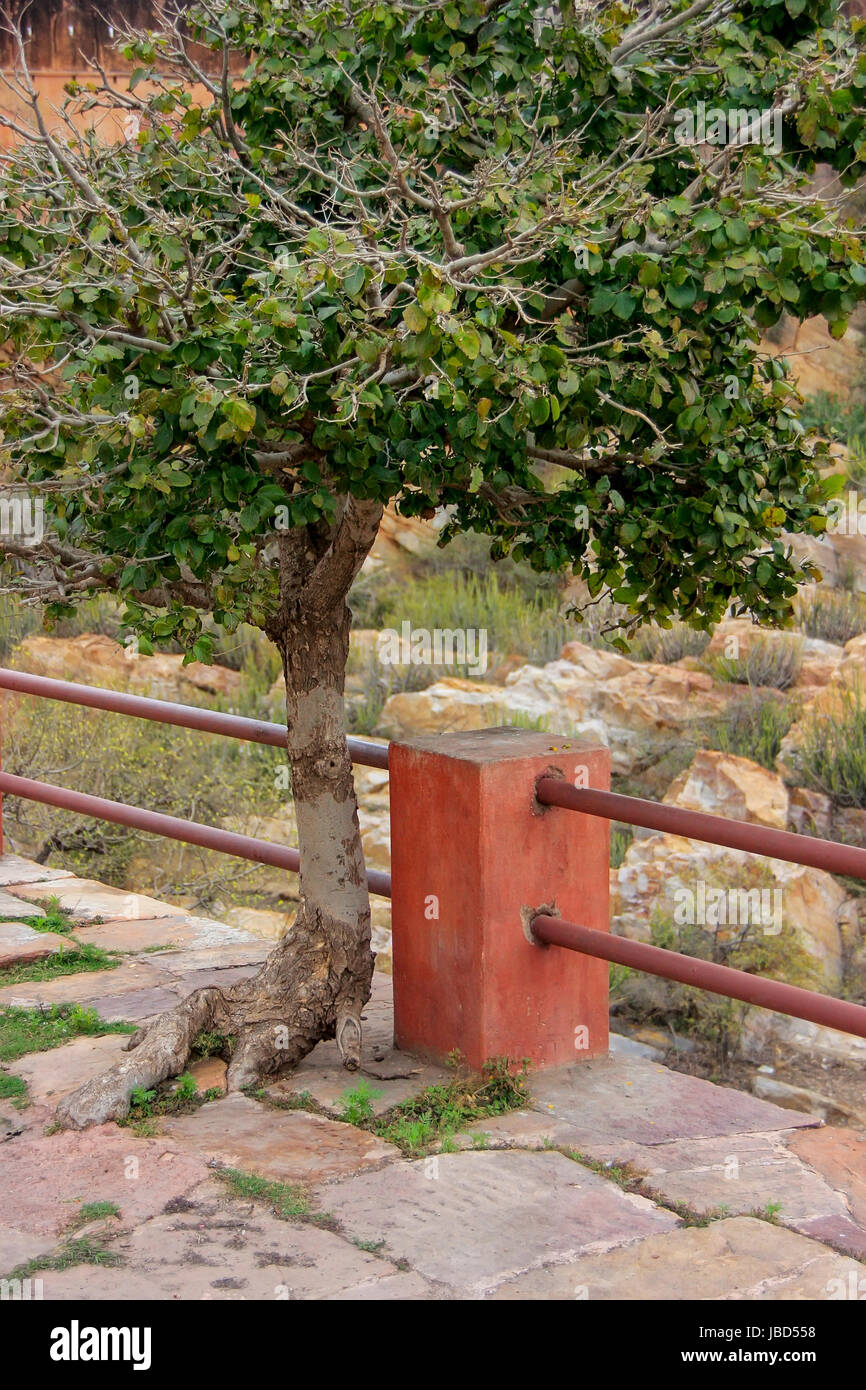 Tree growing out of stone path in Jaigarh Fort near Jaipur, Rajasthan ...