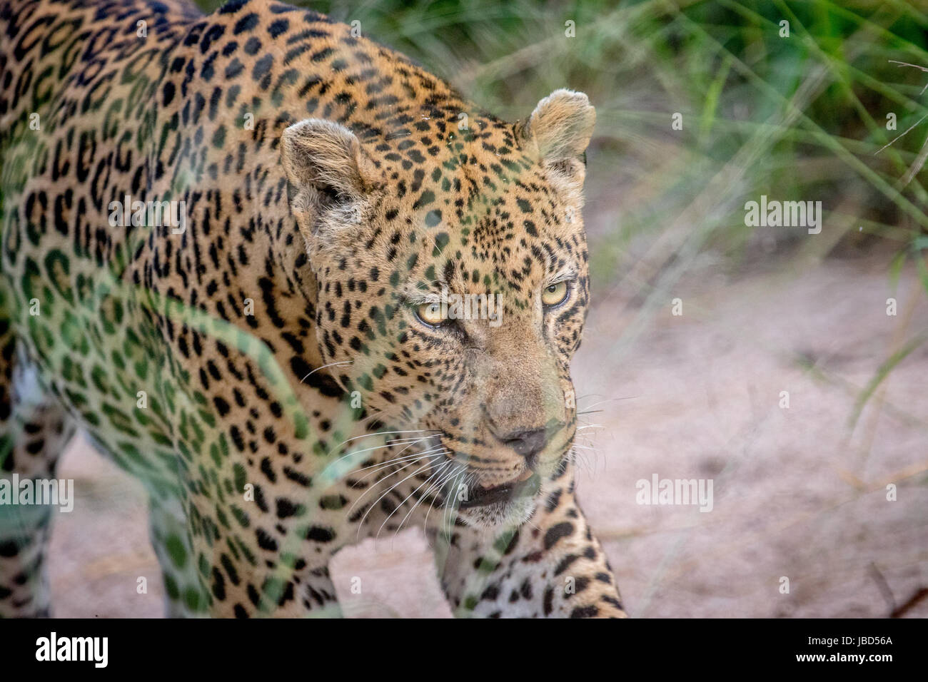 Side profile of a big male Leopard in the Kruger National Park, South ...