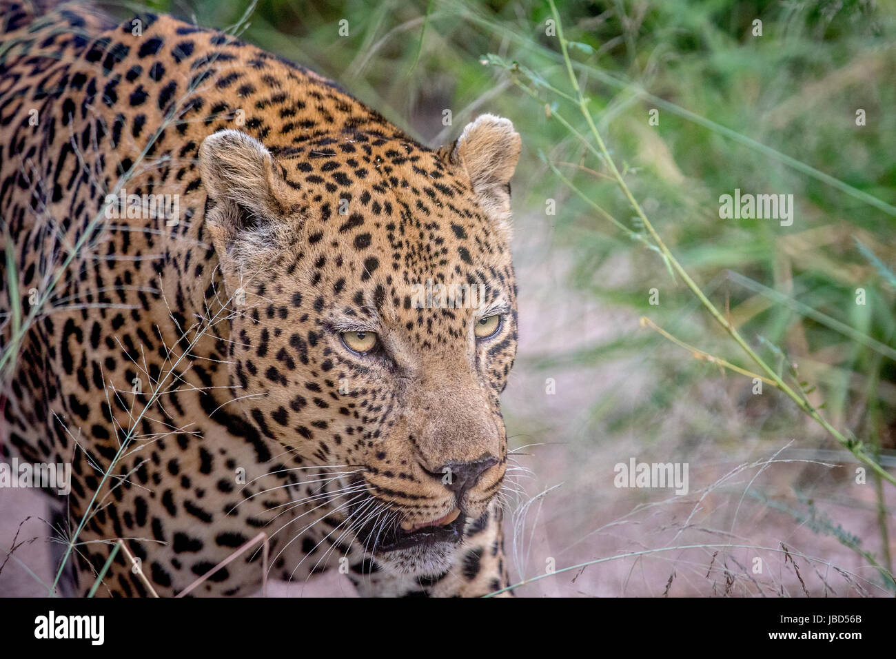 Side profile of a big male Leopard in the Kruger National Park, South ...