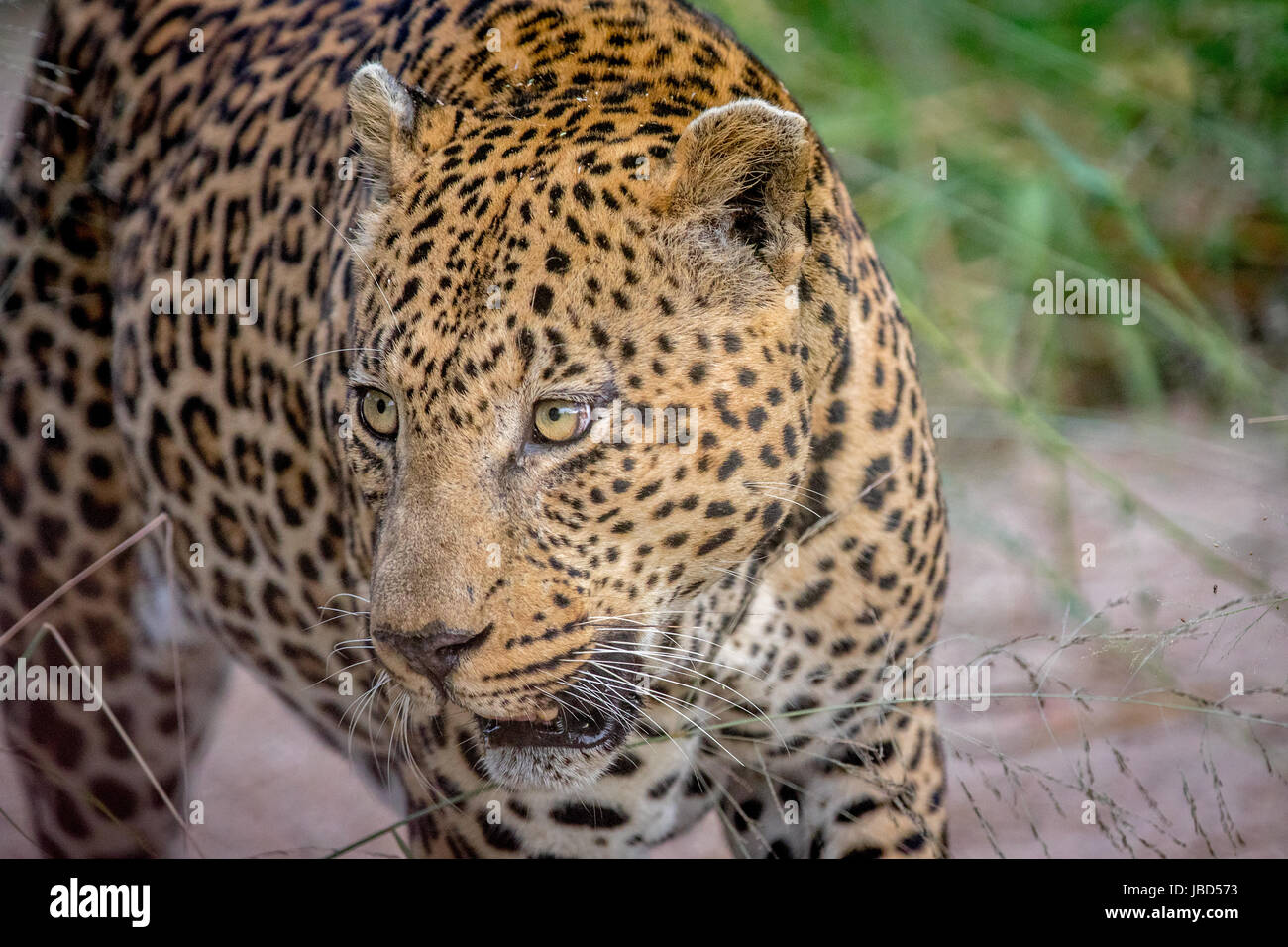Side profile of a big male Leopard in the Kruger National Park, South ...