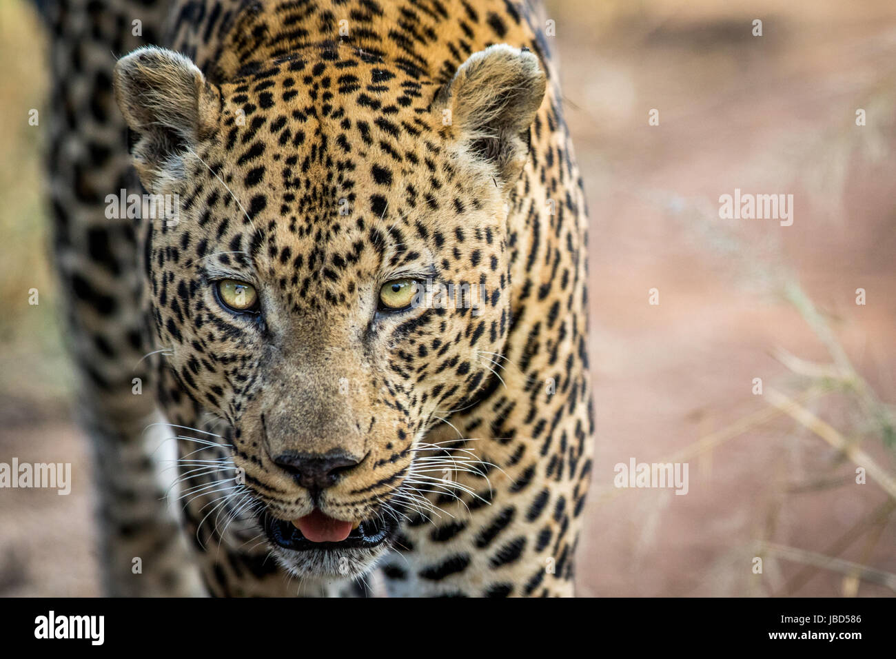Close up of a big male Leopard head in the Kruger National Park, South ...