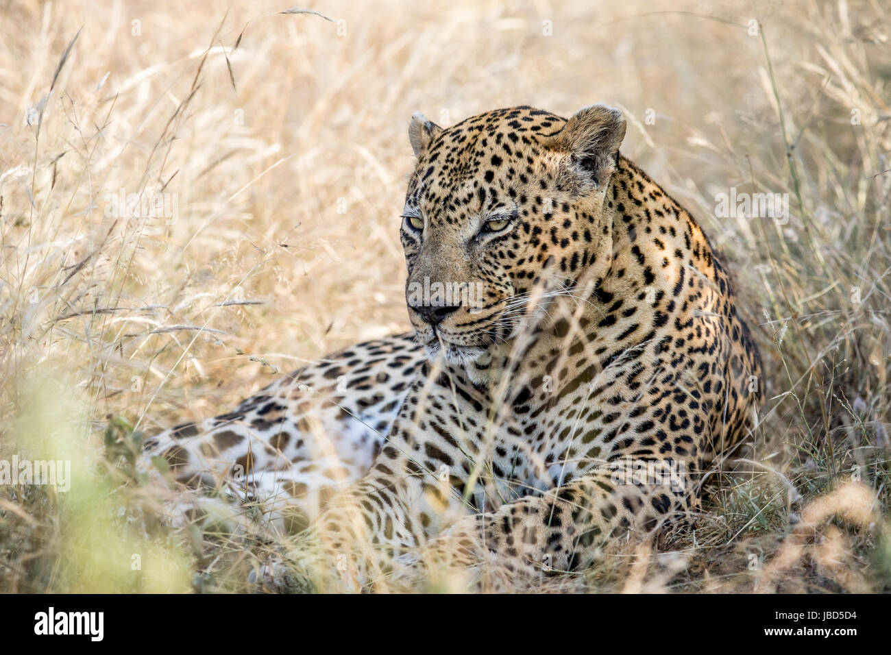 Leopard laying in the high grass in the Kruger National Park, South ...
