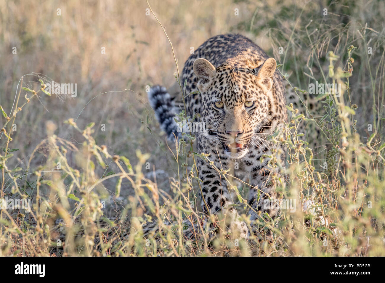 Leopard walking towards the camera in the high grass in the Kruger ...