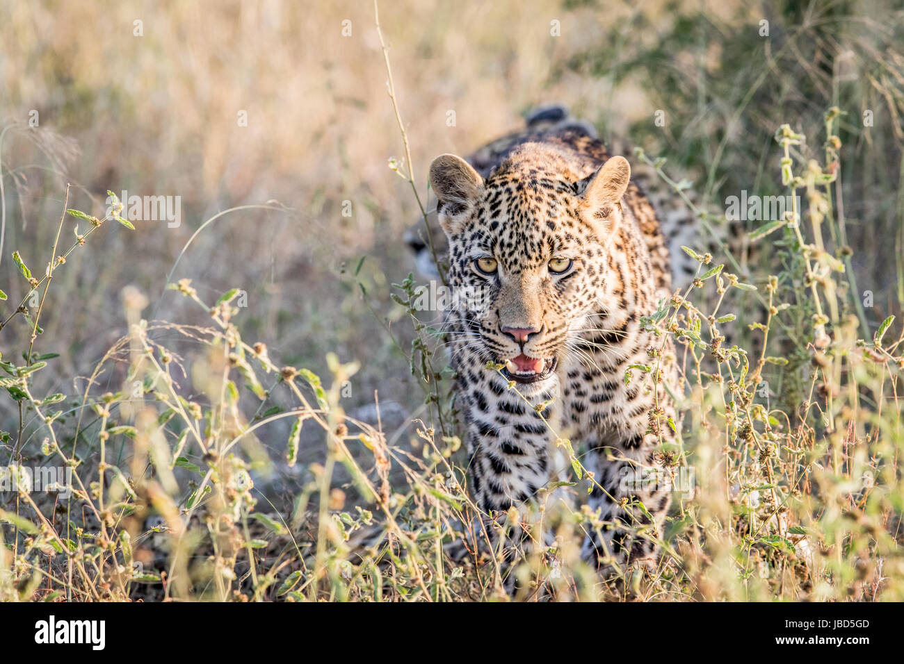 Leopard walking towards the camera in the high grass in the Kruger ...