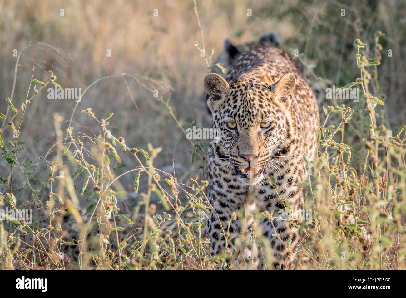 Leopard walking towards the camera in the high grass in the Kruger ...