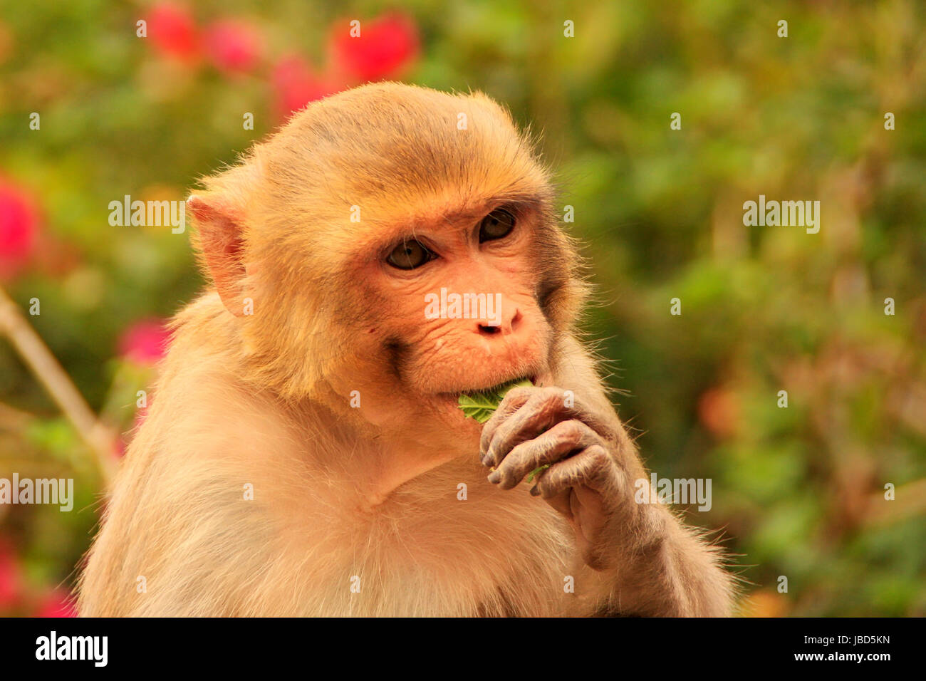 Portrait of Rhesus macaque (Macaca mulatta) eating in Galta Temple in ...