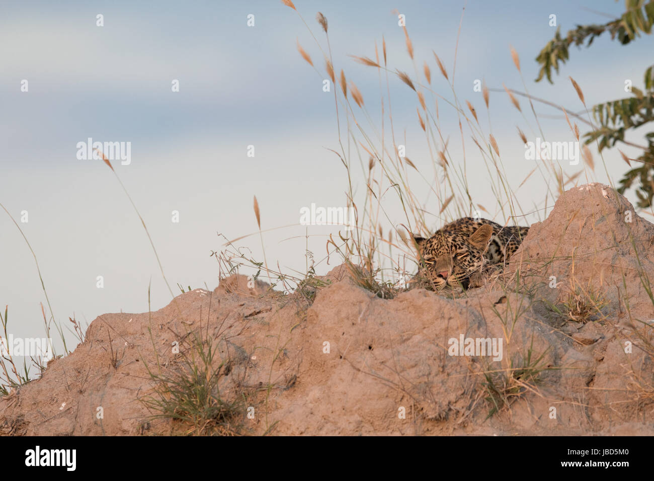 Leopard laying down and sleeping on a termite mount in the Kruger ...