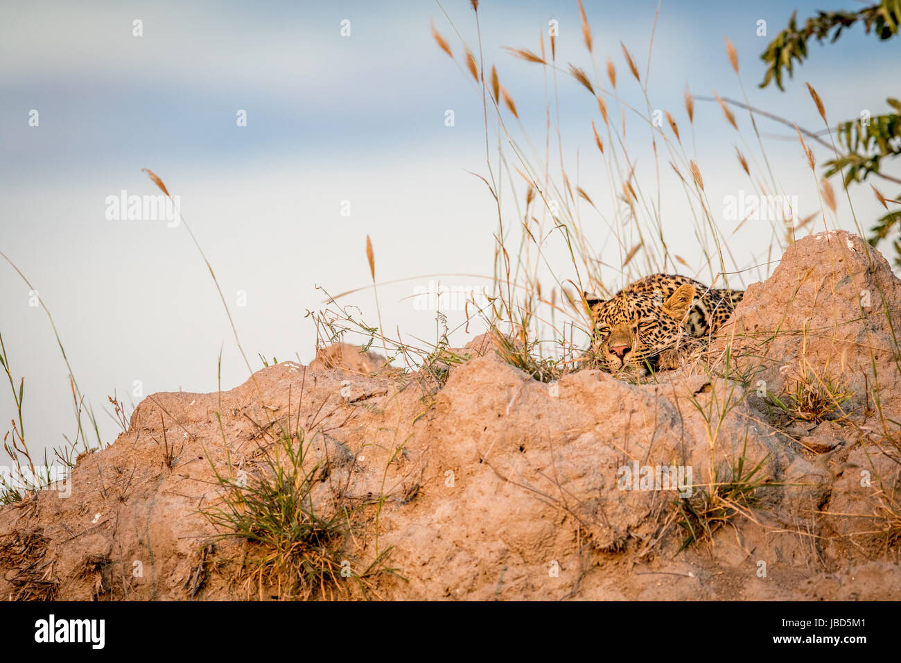 Leopard laying down and sleeping on a termite mount in the Kruger ...