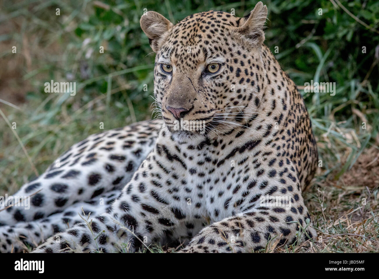 Big male Leopard laying down in the grass in the Kruger National Park ...