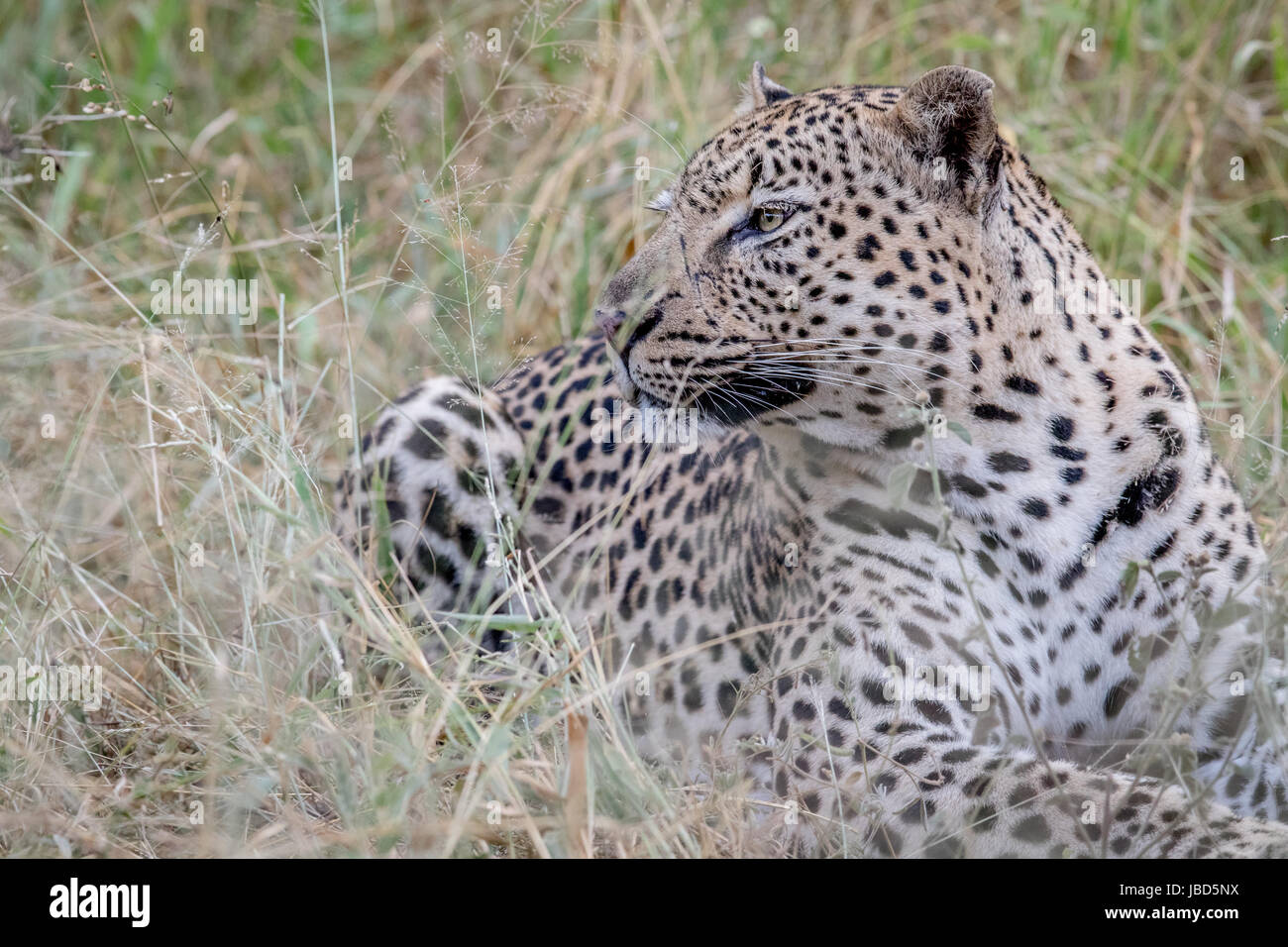 Big male Leopard laying down in the grass in the Kruger National Park ...