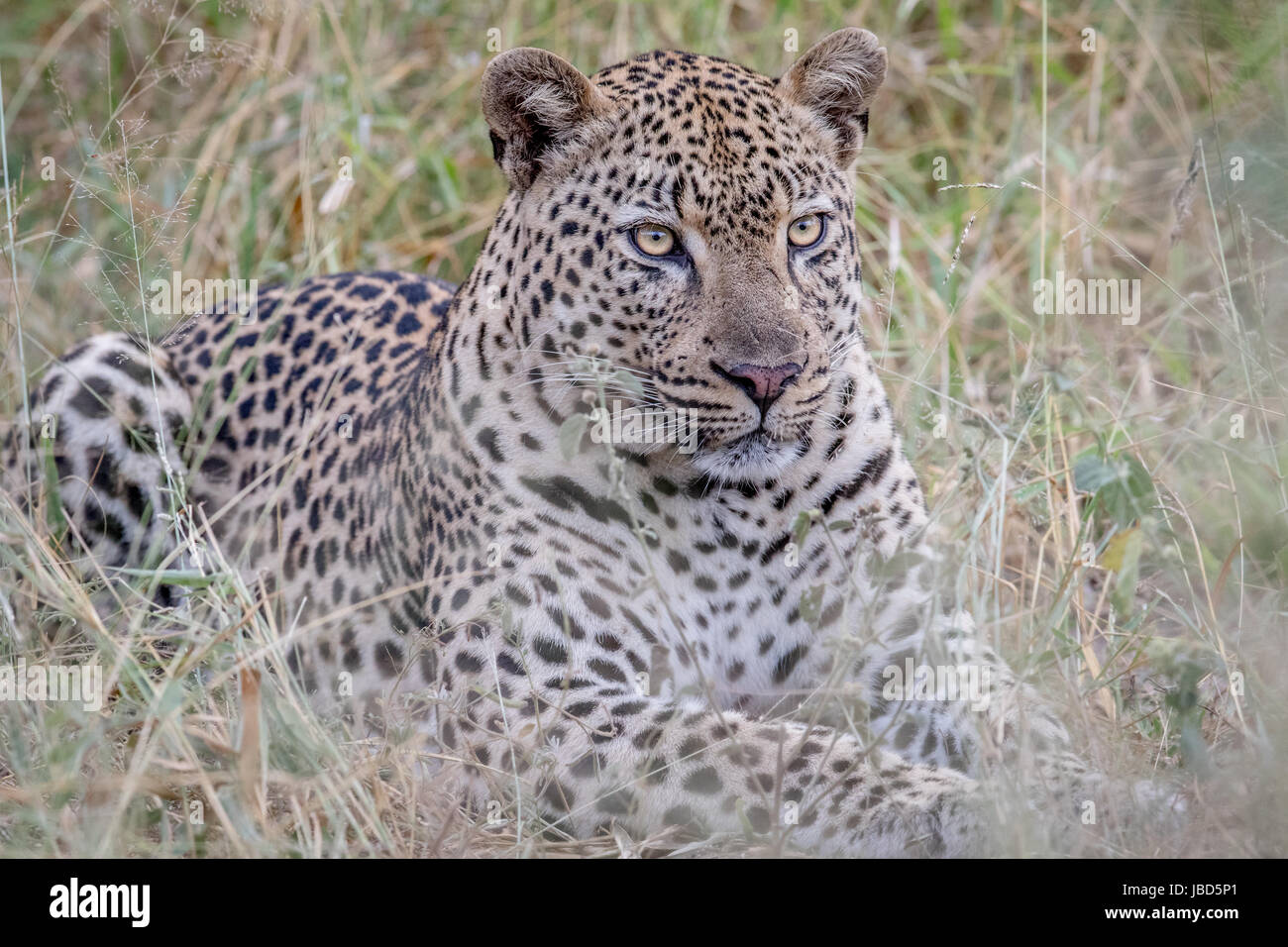 Big male Leopard laying down in the grass in the Kruger National Park ...