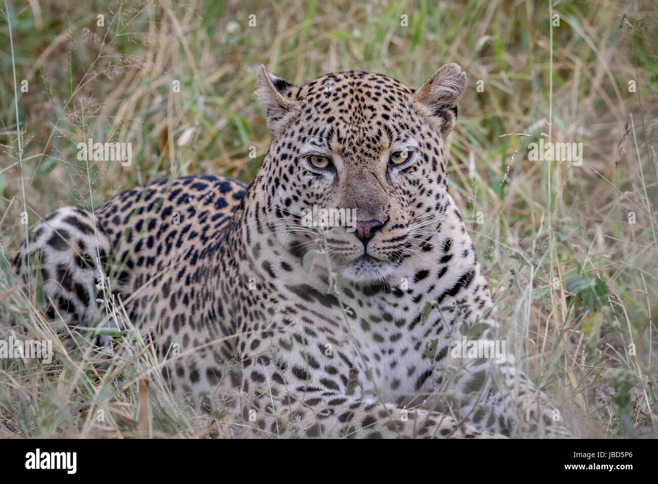 Big male Leopard laying down in the grass in the Kruger National Park ...