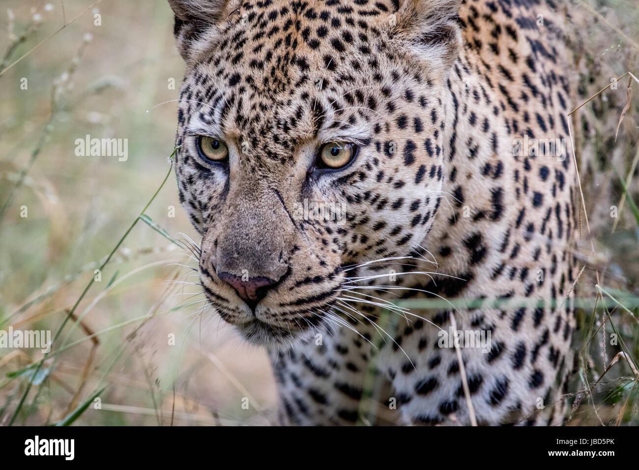 Side profile of a Leopard in the Kruger National Park, South Africa ...