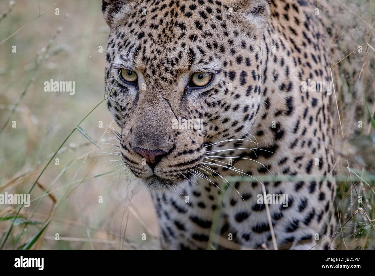 Side profile of a Leopard in the Kruger National Park, South Africa ...