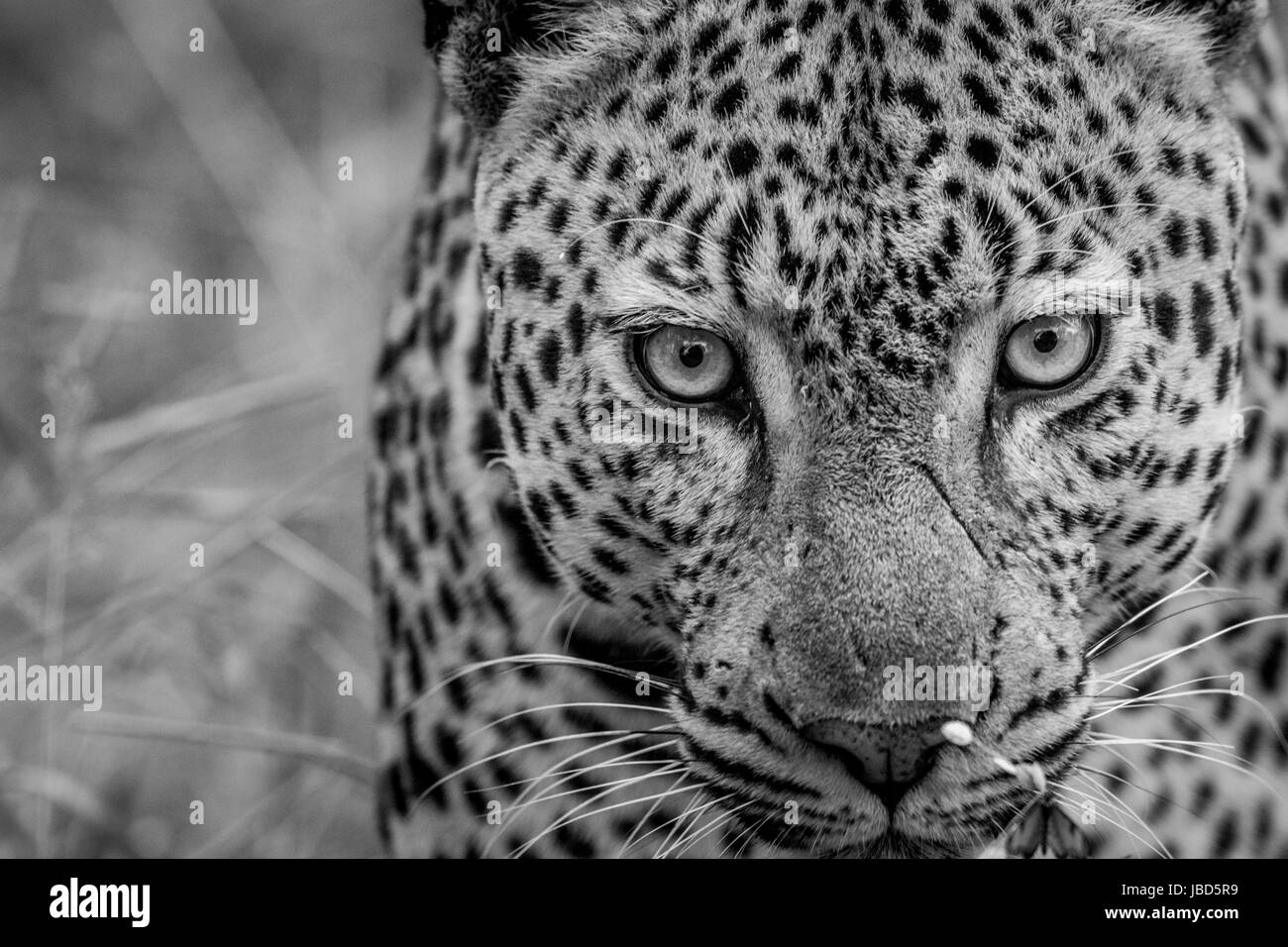 Close up of a big male Leopard in black and white in the Kruger ...