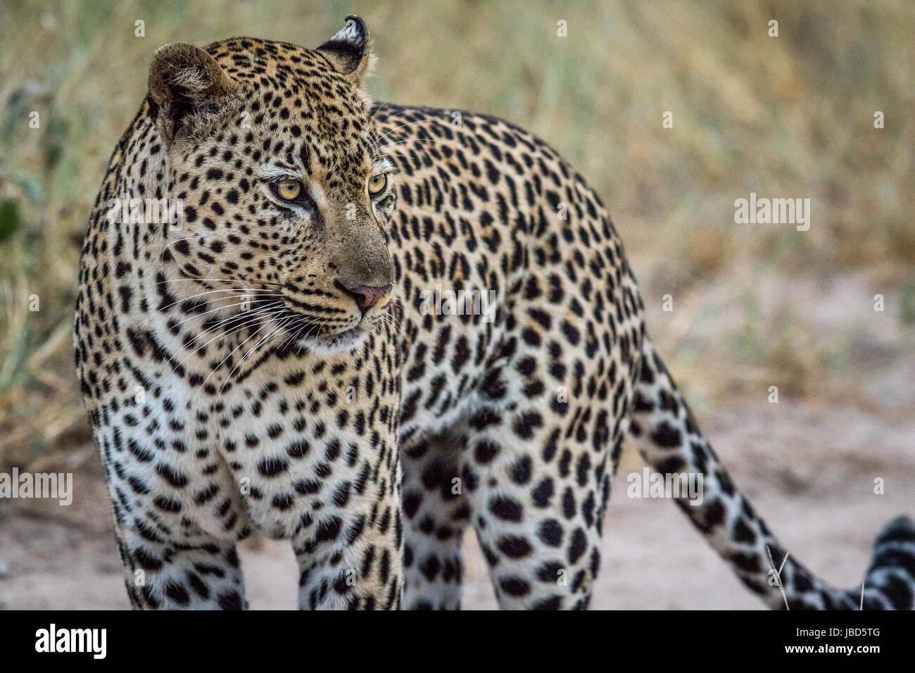 Side profile of a big male Leopard in the Kruger National Park, South ...