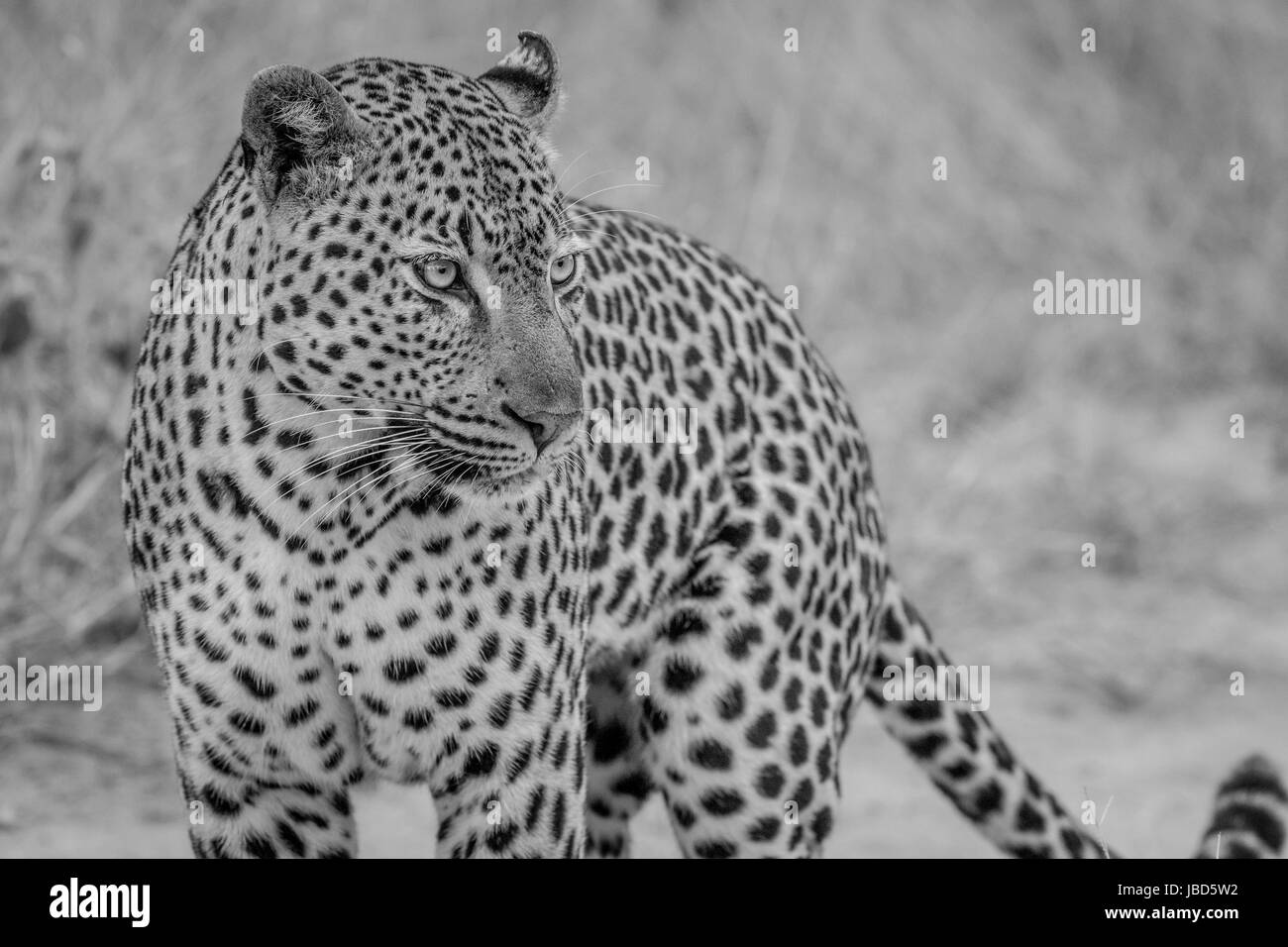 Side profile of a big male Leopard in black and white in the Kruger ...