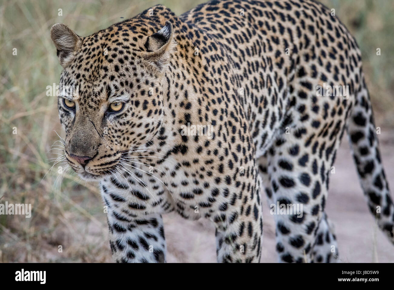 Side profile of a big male Leopard in the Kruger National Park, South ...