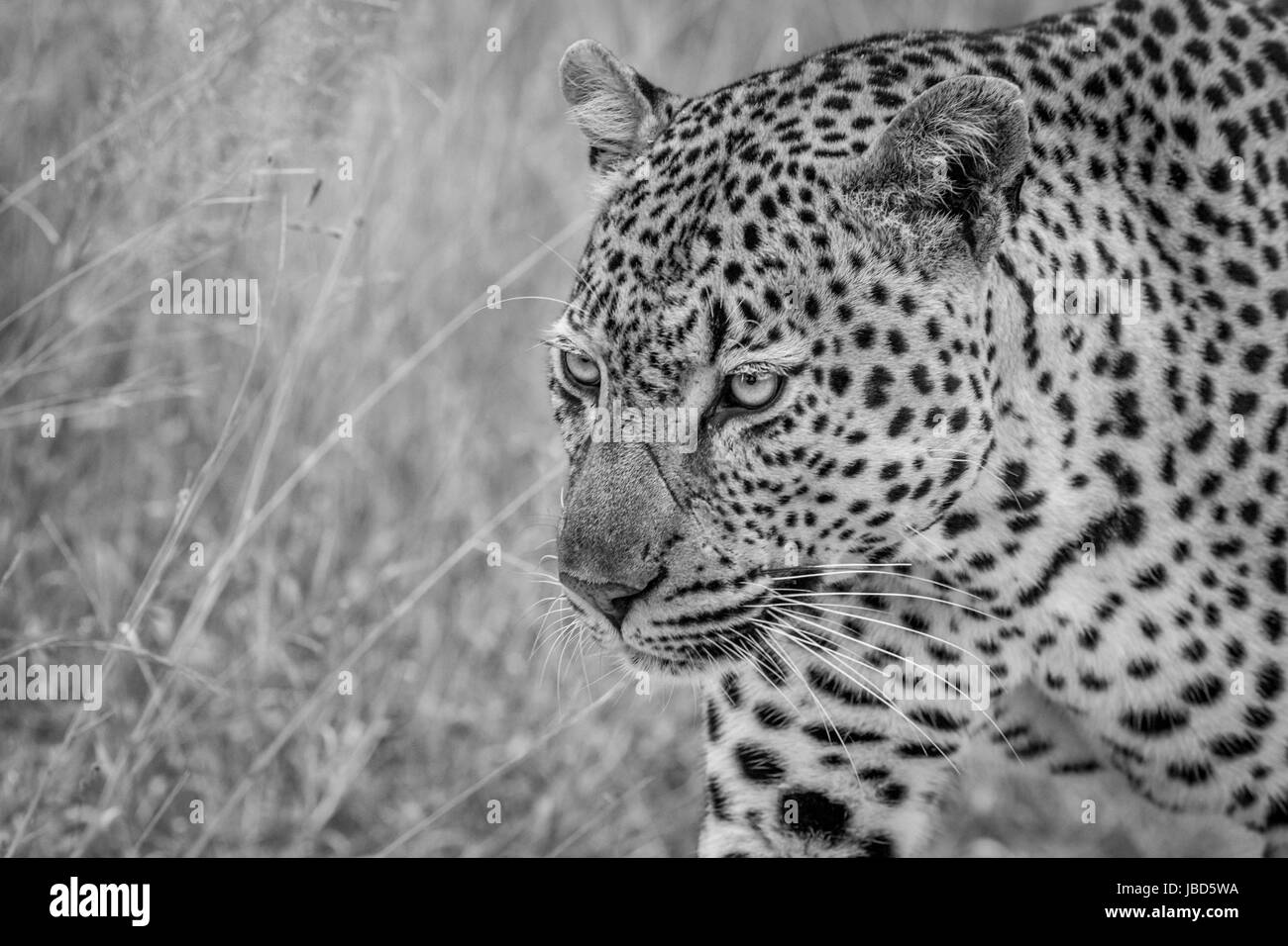 Side profile of a big male Leopard in black and white in the Kruger ...
