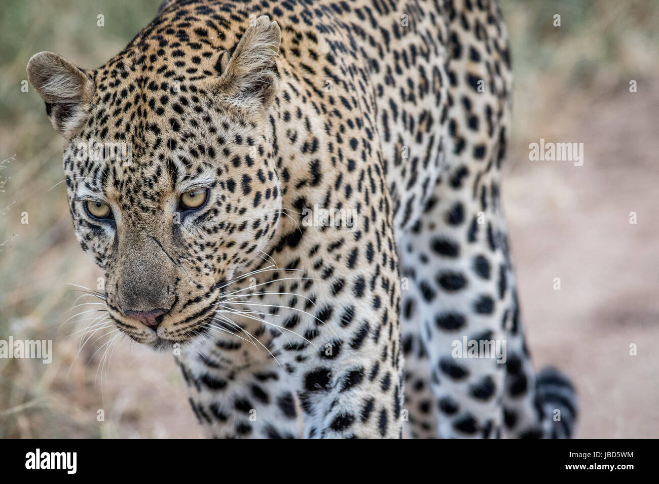 Side profile of a big male Leopard in the Kruger National Park, South ...
