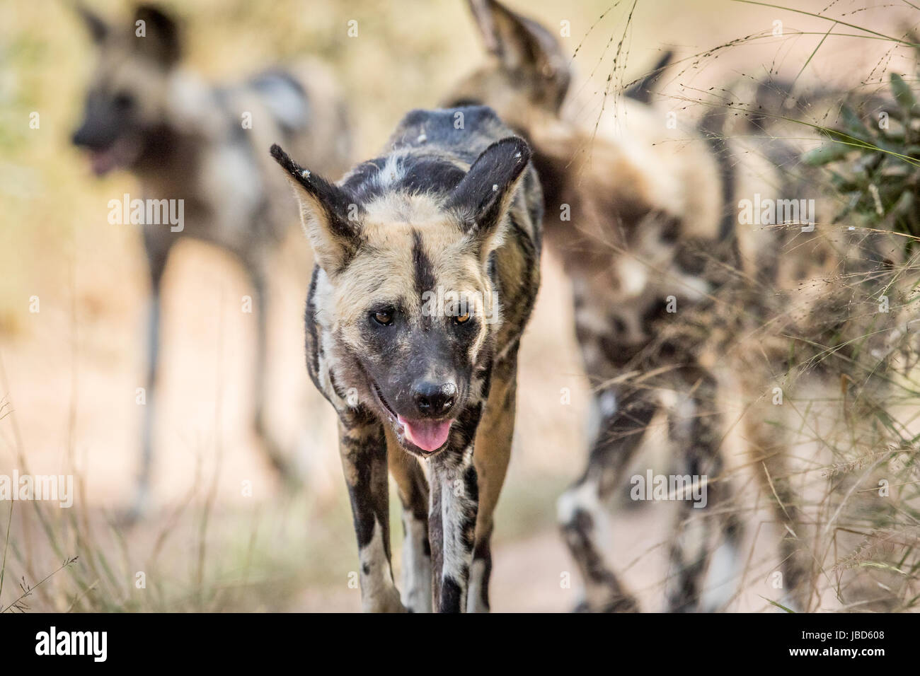 African wild dogs walking towards the camera in the Kruger National ...