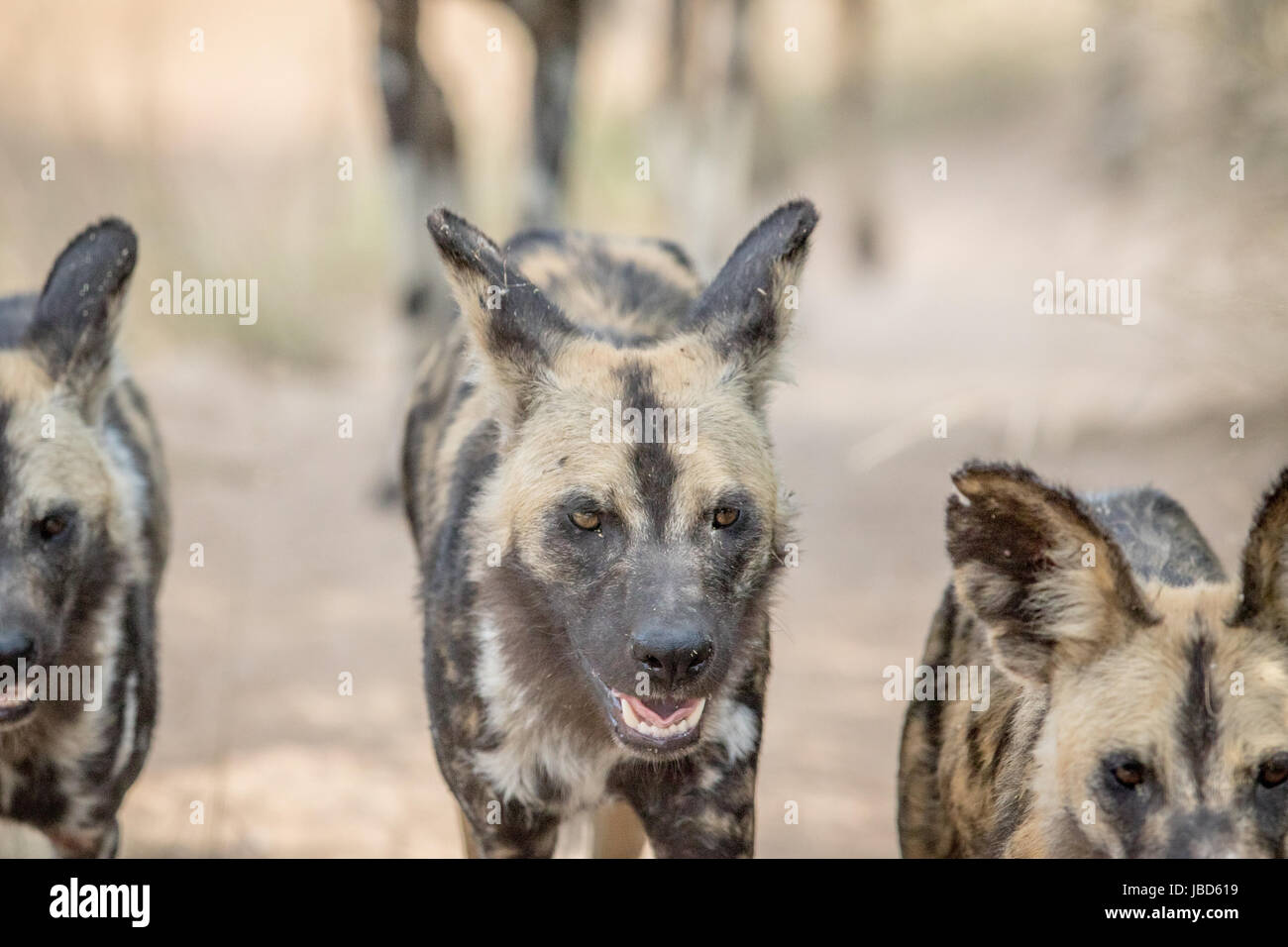 African wild dogs walking towards the camera in the Kruger National ...