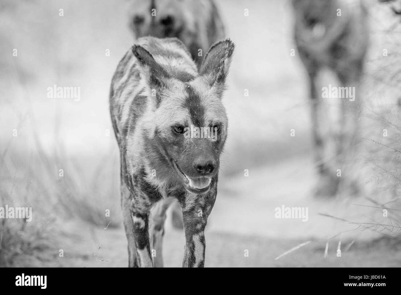 African wild dogs walking towards the camera in black and white in the ...
