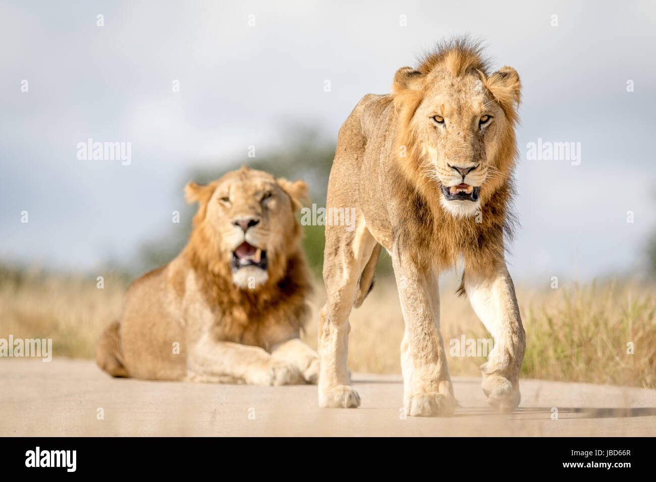 Two young male Lion brothers in the Kruger National Park, South Africa ...