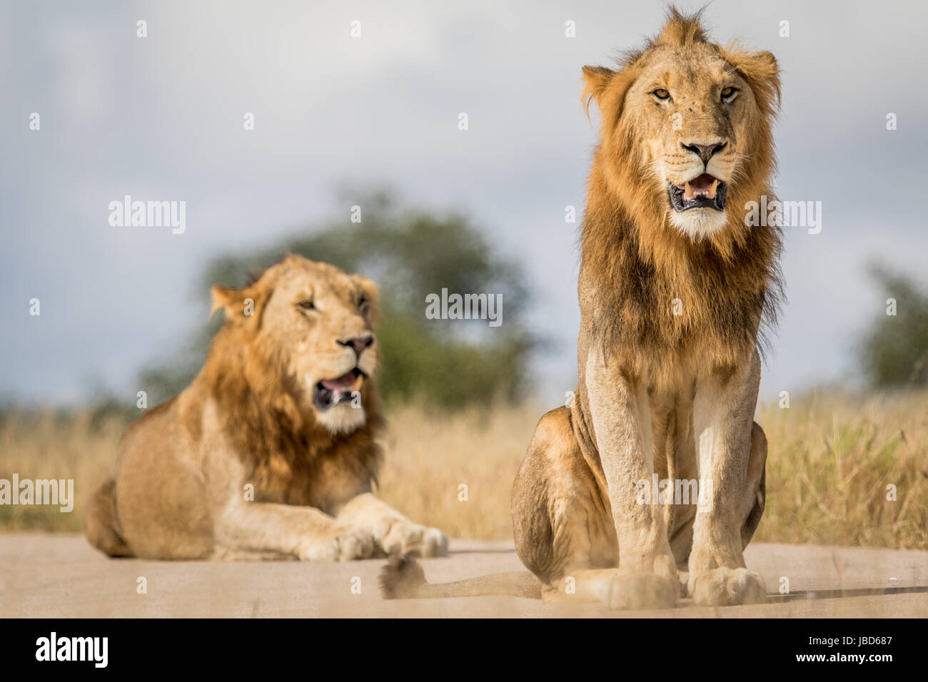 Two majestic lion brothers hi-res stock photography and images - Alamy