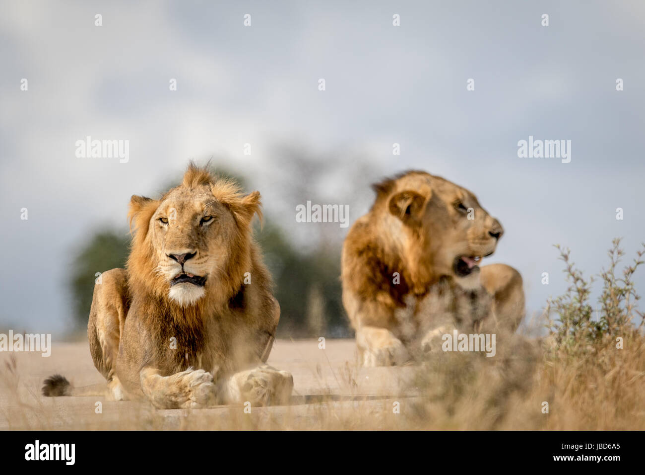 Two young male Lion brothers in the Kruger National Park, South Africa ...
